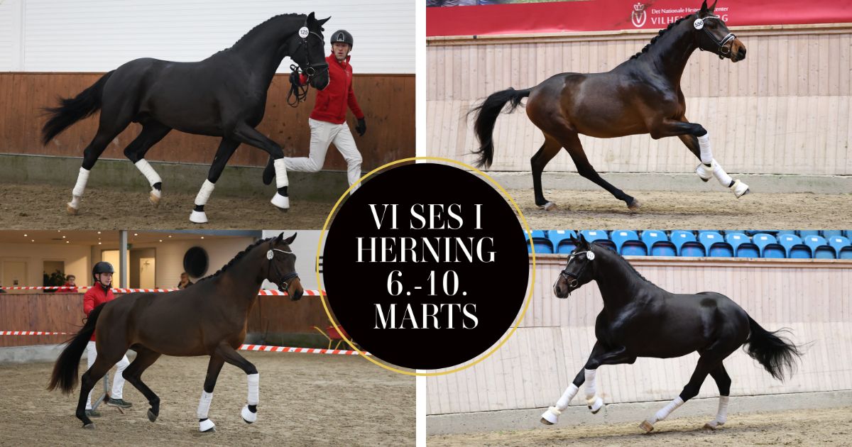 Elitehopper og hingstemødre