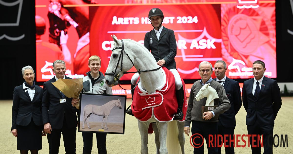 Årets Hingst – Ci Ci Senjor Ask