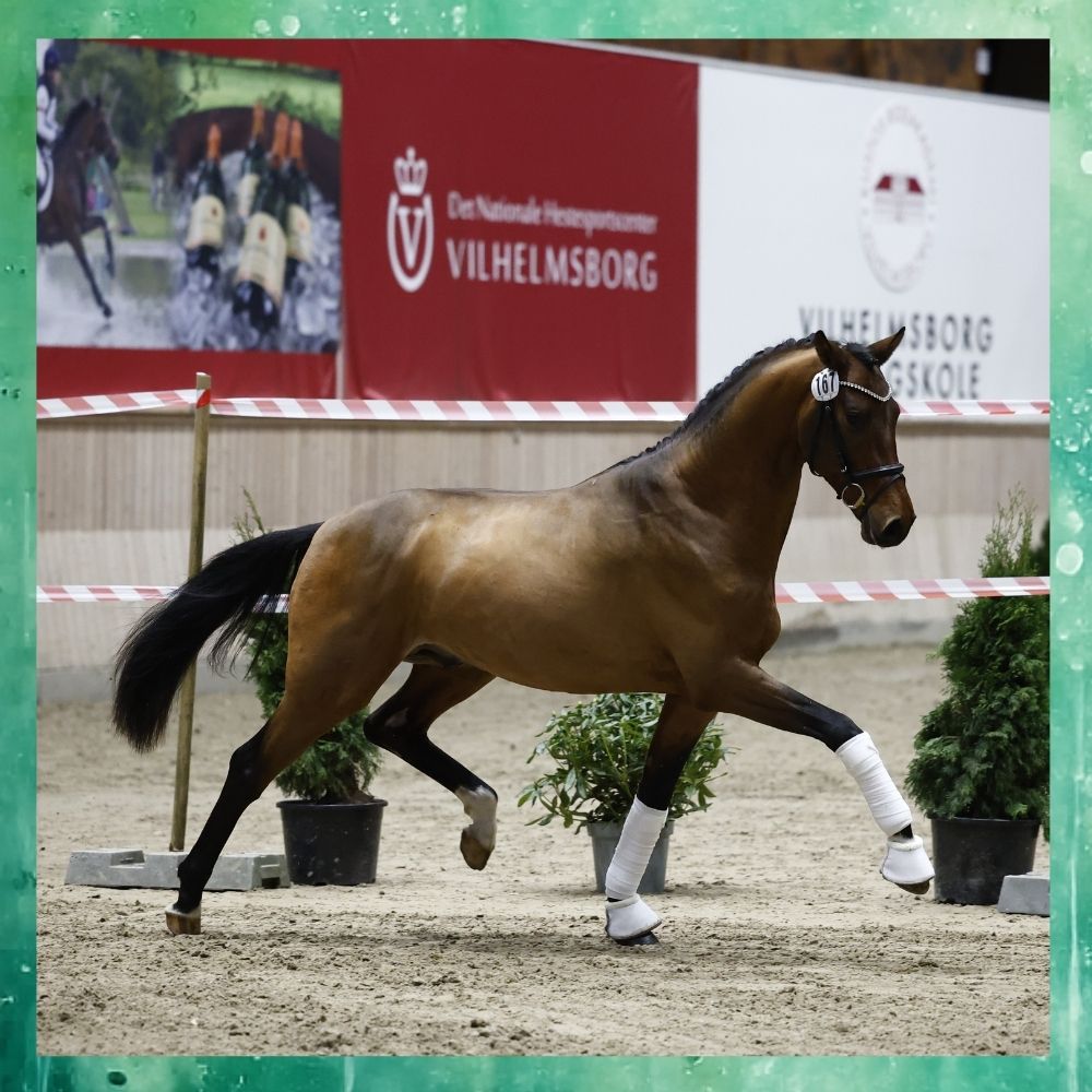 45 Young Stallions Ready for the Danish Warmblood Stallion Show